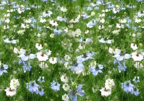 কালোজিরা মধু – Rifashopbd